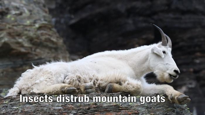 Mountain goats seek snow to shake off insects | EurekAlert!