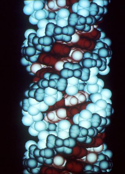 RNA Molecule [IMAGE] | EurekAlert! Science News Releases