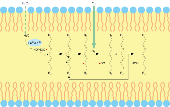 Inducing peroxidation of unsat [IMAGE] | EurekAlert! Science News Releases