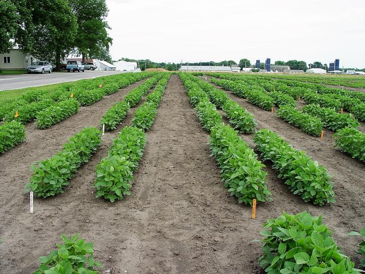 Soy Trial Plots [IMAGE] | EurekAlert! Science News Releases