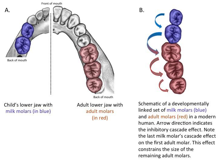 One rule to grow them all | EurekAlert!