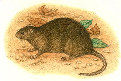 Christmas Island Native Rat [IMAGE] | EurekAlert! Science News Releases