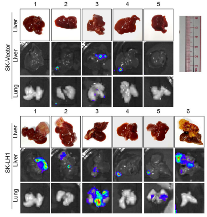 Mice model [IMAGE] | EurekAlert! Science News Releases