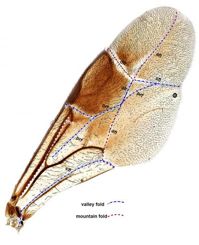Wing [IMAGE] | EurekAlert! Science News Releases