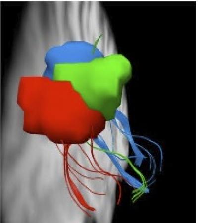 Parietal Cortex [IMAGE] | EurekAlert! Science News Releases