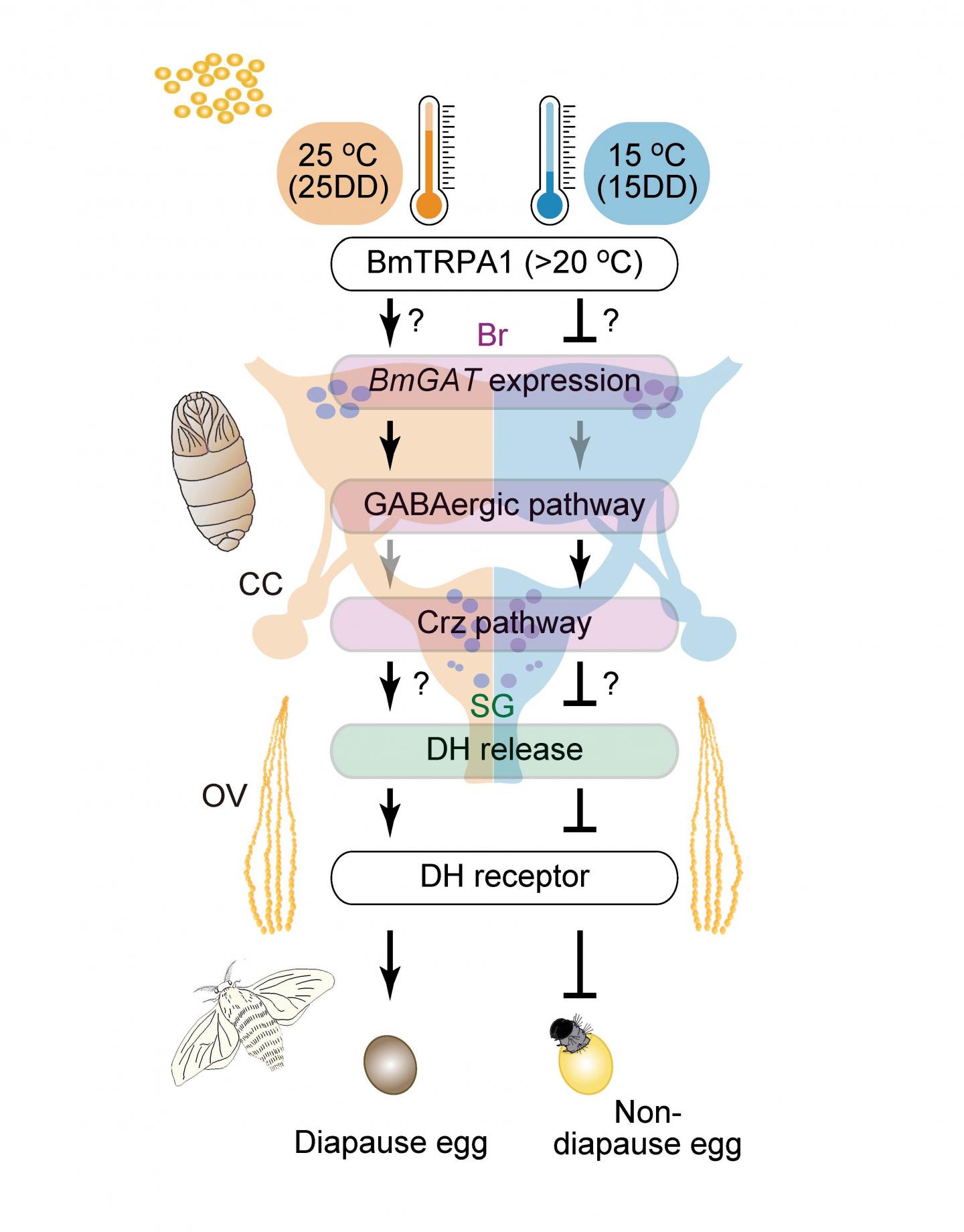 Figure 4E [IMAGE] | EurekAlert! Science News Releases