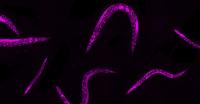 Scaling up genome editing big in tiny worms | EurekAlert!