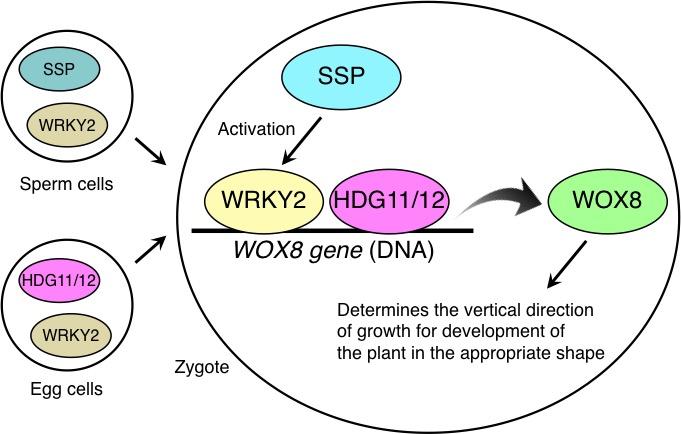 Mechanism on How Maternal and [IMAGE] | EurekAlert! Science News Releases