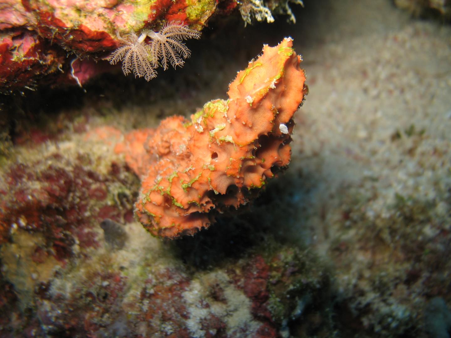Red Sea Sponge Stylissa ca [IMAGE] | EurekAlert! Science News Releases