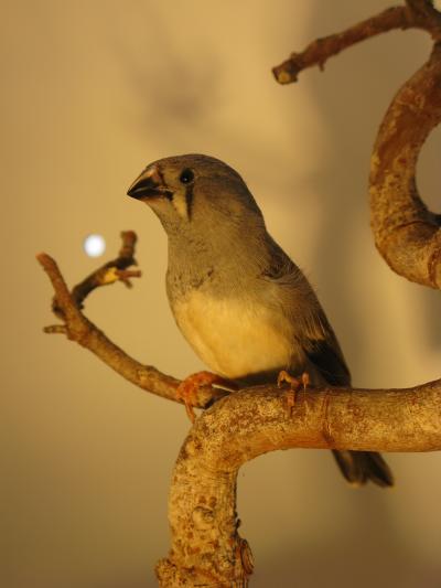 Babbling Baby Birds (4 of 5) | EurekAlert!