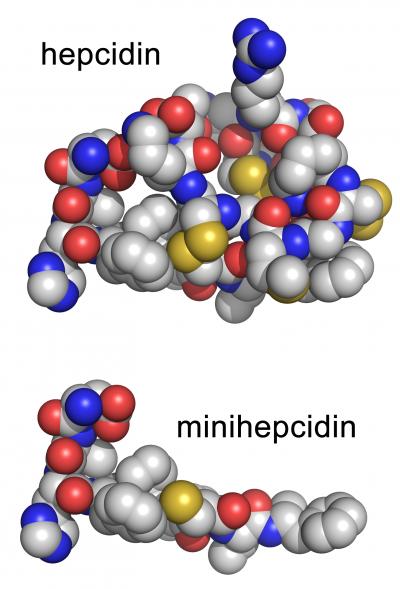 Hepcidin [IMAGE] | EurekAlert! Science News Releases