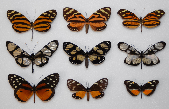 Transparency in butterflies, from A-Z: it’s m | EurekAlert!