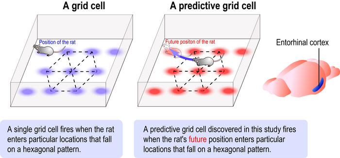 Schematic [IMAGE] | EurekAlert! Science News Releases
