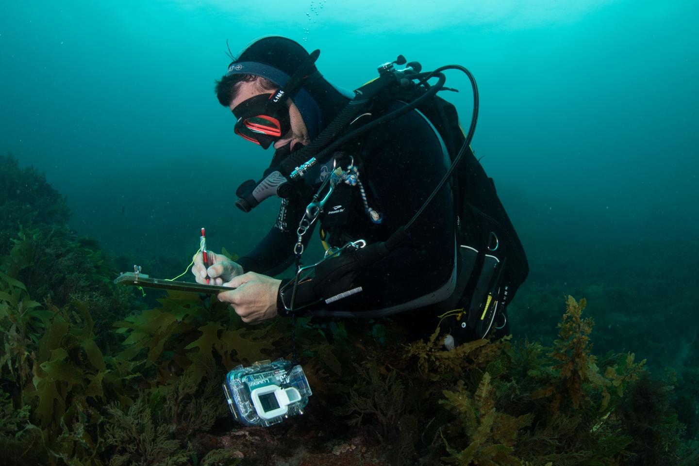 Rethinking Drivers of the World's Marine Dive | EurekAlert!