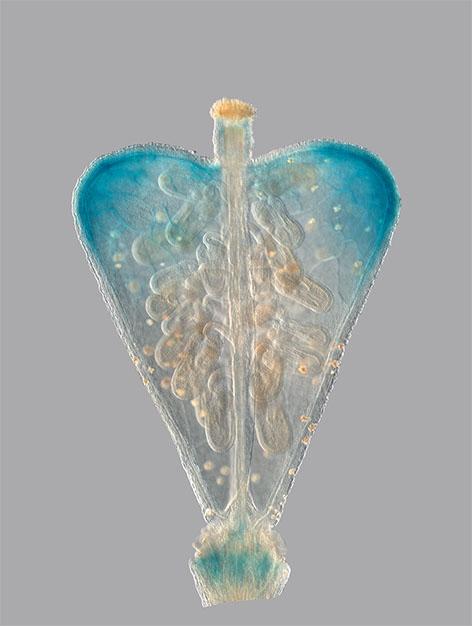 Capsella [IMAGE] | EurekAlert! Science News Releases