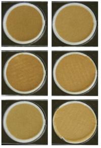 Air Filter Samples [IMAGE] | EurekAlert! Science News Releases