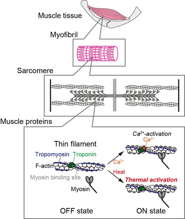 Fig. 1 [IMAGE] | EurekAlert! Science News Releases