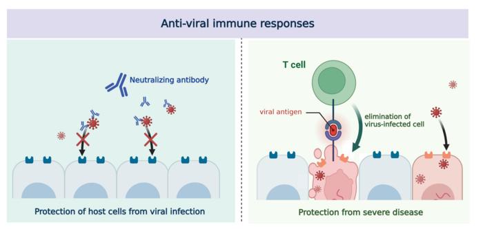 Figure 1. Immunological role o [IMAGE] | EurekAlert! Science News Releases