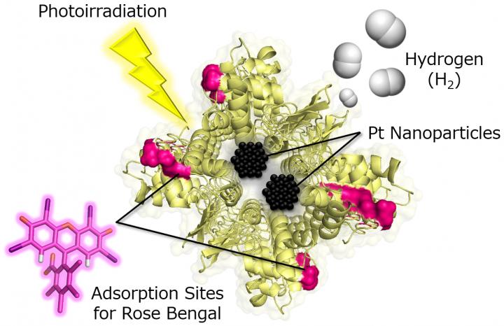 2 Structure of a Cross-Linked [IMAGE] | EurekAlert! Science News Releases