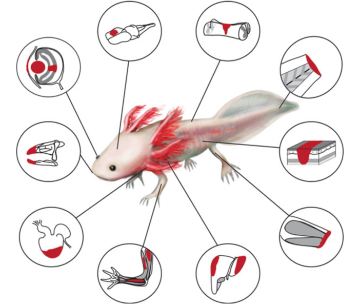 First Ever Axolotl Stereo Seq Reveals Brain R Eurekalert