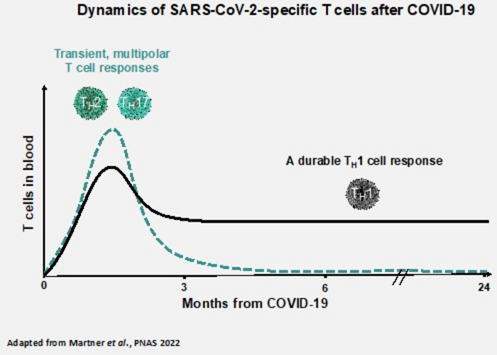 Th1 cells [IMAGE] | EurekAlert! Science News Releases