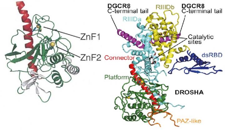 Two Zinc Fingers in The DROSHA [IMAGE] | EurekAlert! Science News Releases