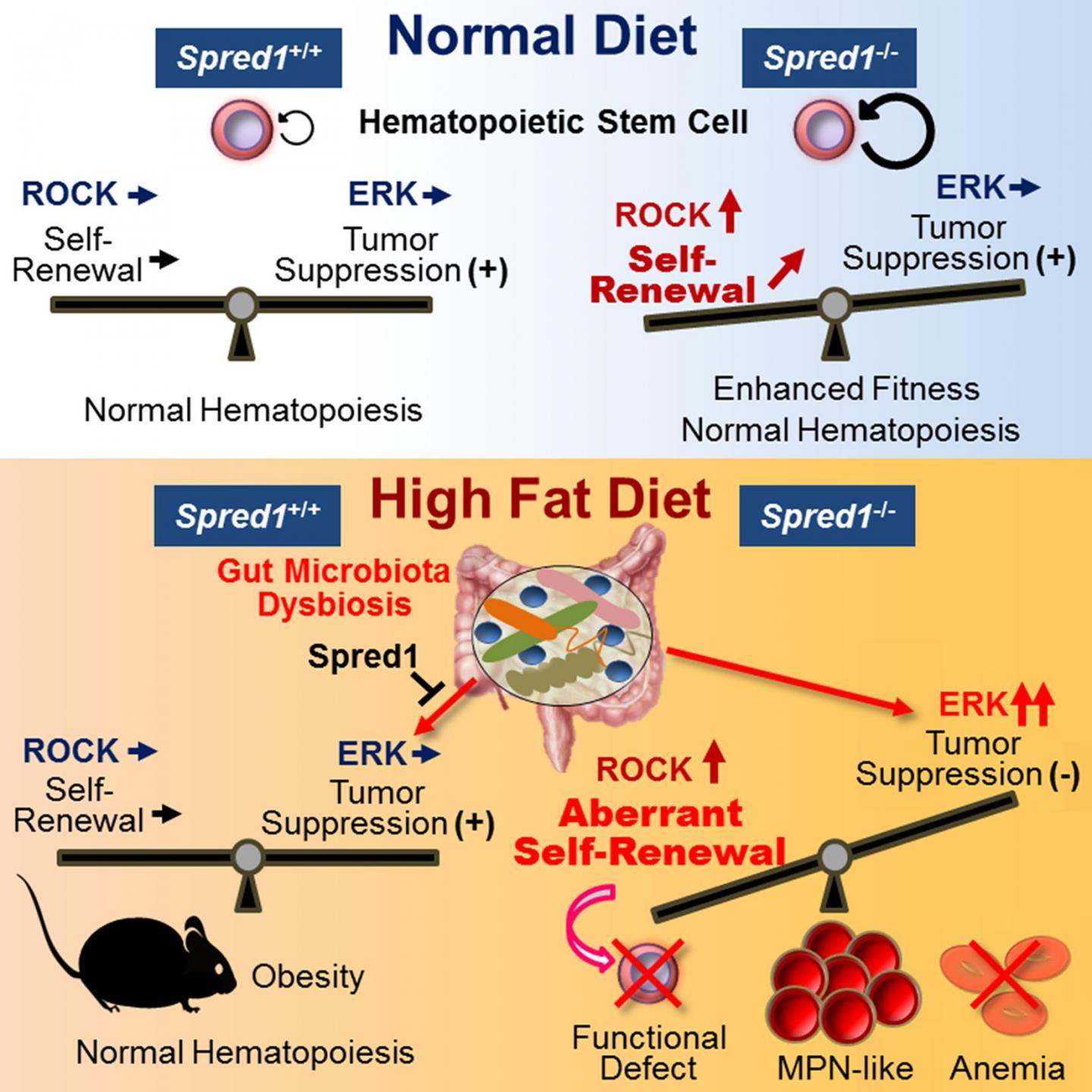 Figure 1. Graphical Abstract o [IMAGE] | EurekAlert! Science News Releases