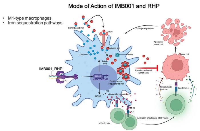 포스텍 시스템생명공학부 : I-bio 겸임 김상욱 교수, "POSTECH and ImmunoBiome Team Make Strides in Microbiome-Based ...