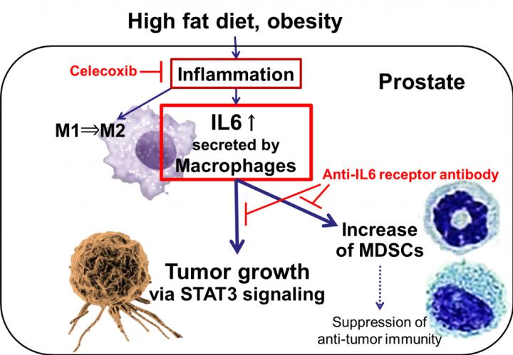 Figure: the Scheme of the Mech [IMAGE] | EurekAlert! Science News Releases
