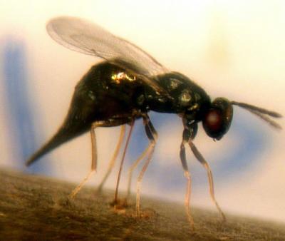 Tetrastichus planipennisi