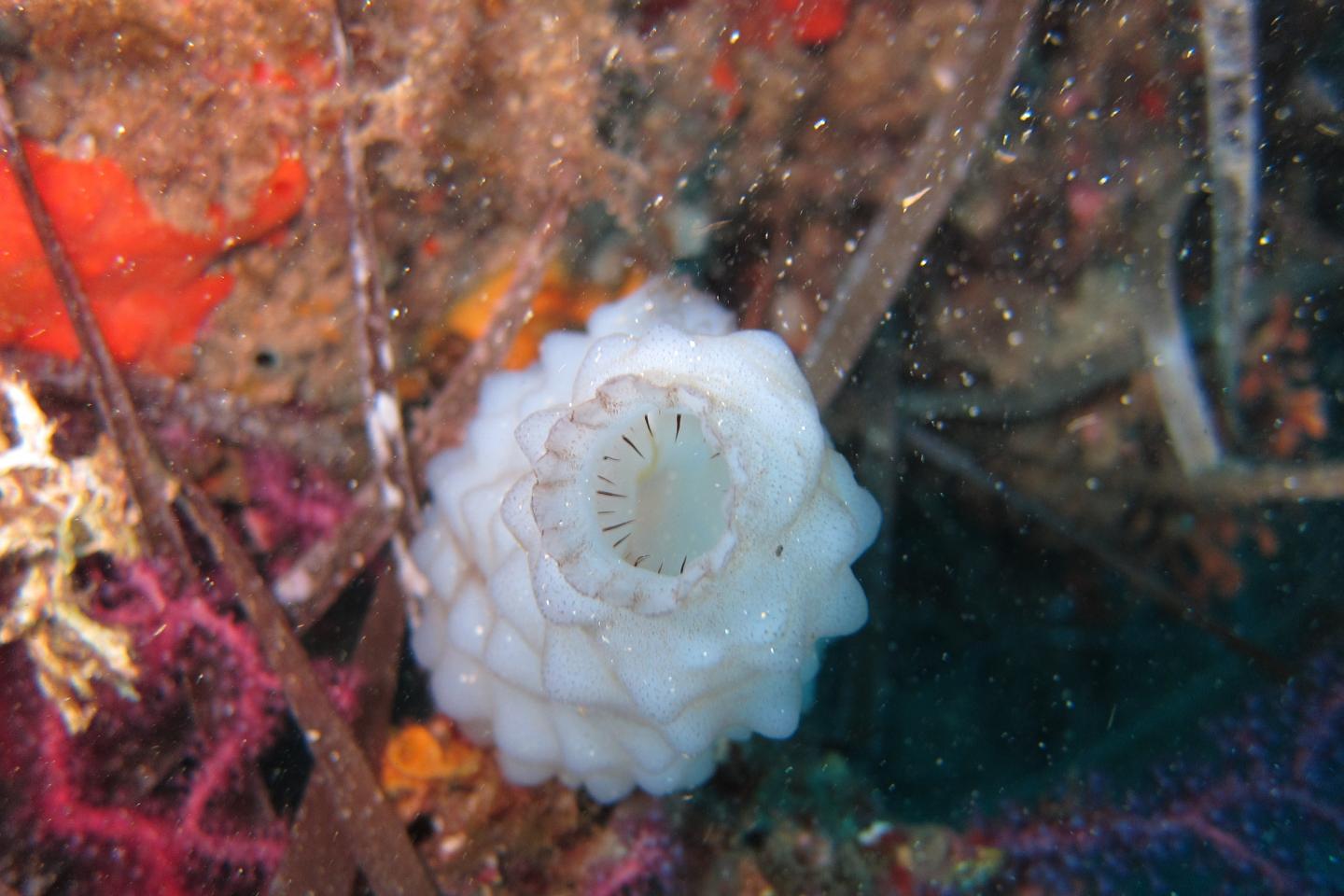 Two bilateral French-Austrian research projec | EurekAlert!