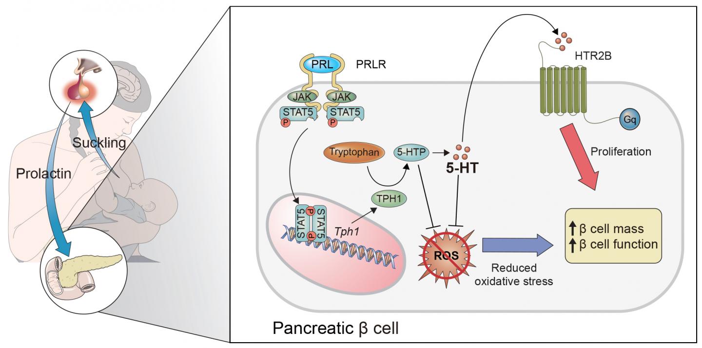 How Lactation Safeguards Metabolism and Reduc | EurekAlert!