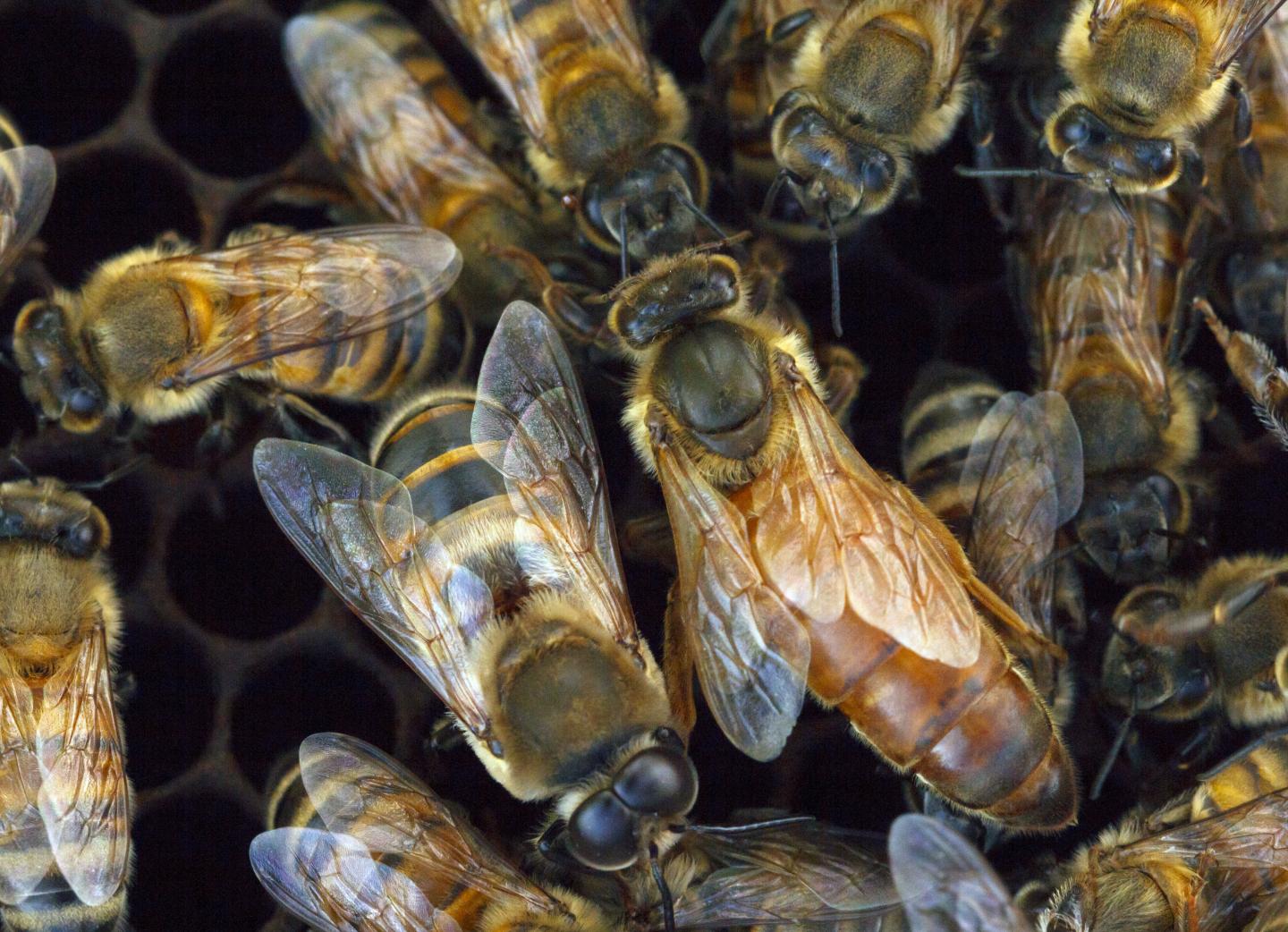 Genetics of aggression in honey bees | EurekAlert!