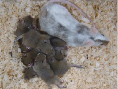 Chimera Mouse Generated from i [IMAGE] | EurekAlert! Science News Releases