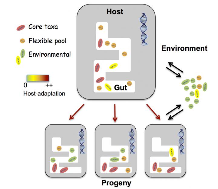 Core and Flexiible Microbiota [IMAGE] | EurekAlert! Science News Releases