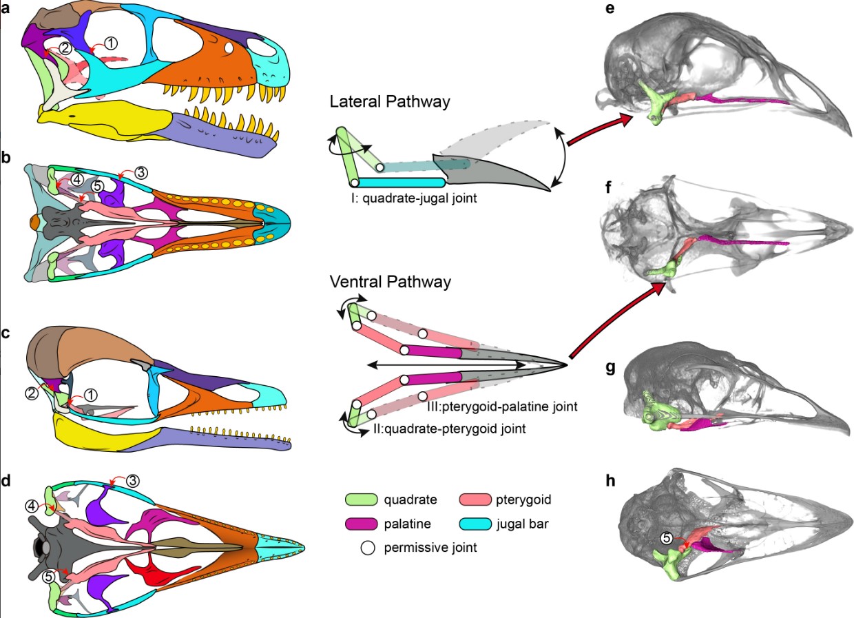 Comparison of skull morphology [IMAGE] | EurekAlert! Science News Releases