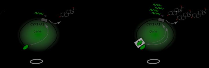 Testosterone Production [IMAGE] | EurekAlert! Science News Releases