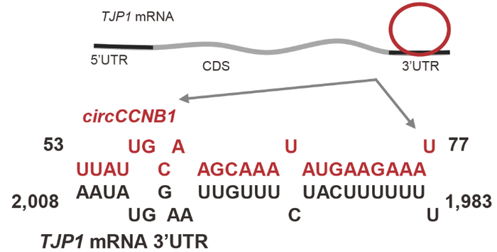 circCCNB1 can bind to the TJP1 [IMAGE] | EurekAlert! Science News Releases