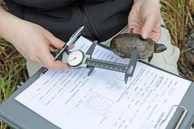 Bog Turtle Study [IMAGE] | EurekAlert! Science News Releases