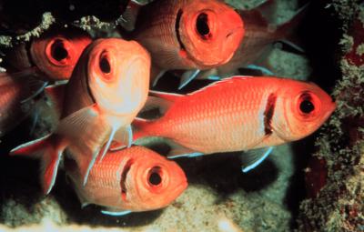 Blackbar Soldierfish | EurekAlert!