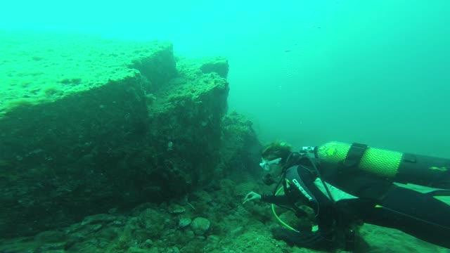 Sponges collect penguin, seal, and fish DNA f | EurekAlert!