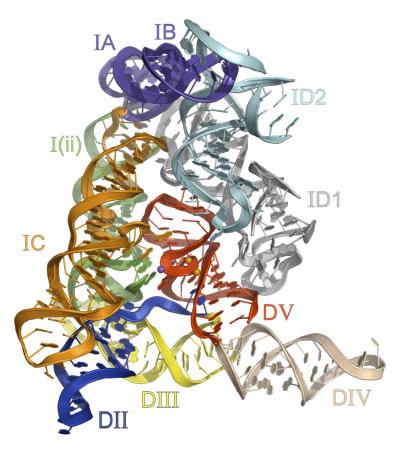 Yale scientists visualize the machinery of mR | EurekAlert!