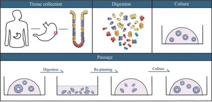 Key steps of organoid construc [IMAGE] | EurekAlert! Science News Releases