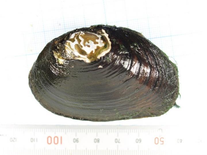 Unionid mussel, Pronodularia j [IMAGE] | EurekAlert! Science News Releases