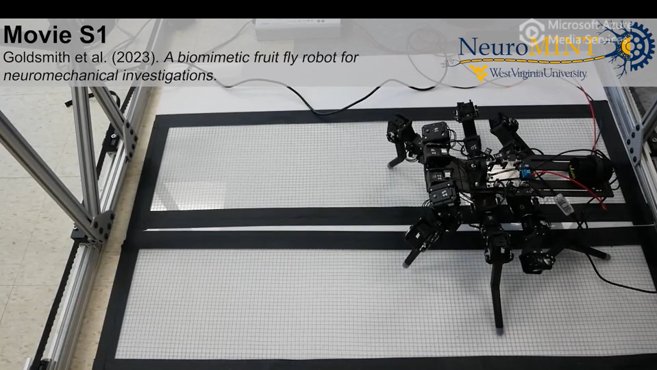 Big robot bugs reveal force-sensing secrets o | EurekAlert!