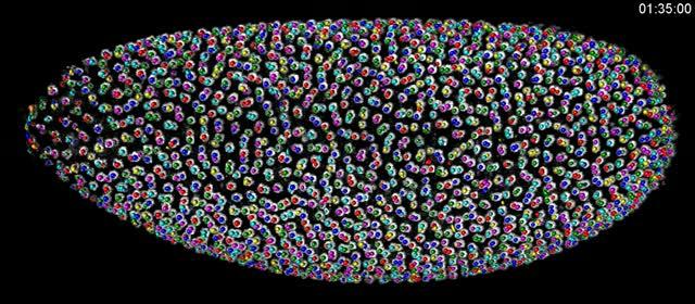 Special Issue: Developmental Biology (7 of 9) | EurekAlert!