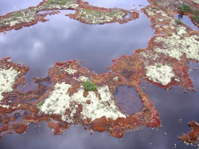 Palsas in Peat Bog [IMAGE] | EurekAlert! Science News Releases