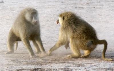 Two Adult Male Baboons Fightin [IMAGE] | EurekAlert! Science News Releases