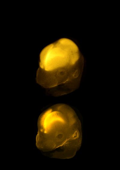 Novel Mutation Affects Brain-F [IMAGE] | EurekAlert! Science News Releases