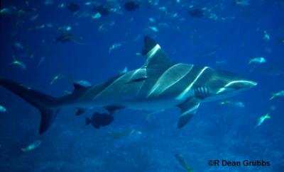 Predatory Fish [IMAGE] | EurekAlert! Science News Releases